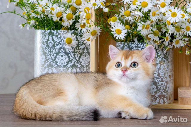 Котик золотой британский