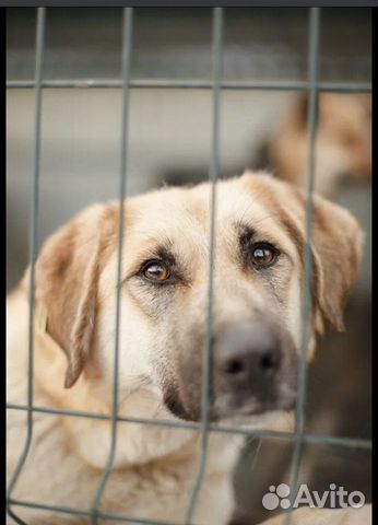 Адель в добрые руки