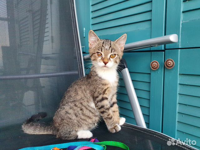 Мишаня (девочка) ищет дом