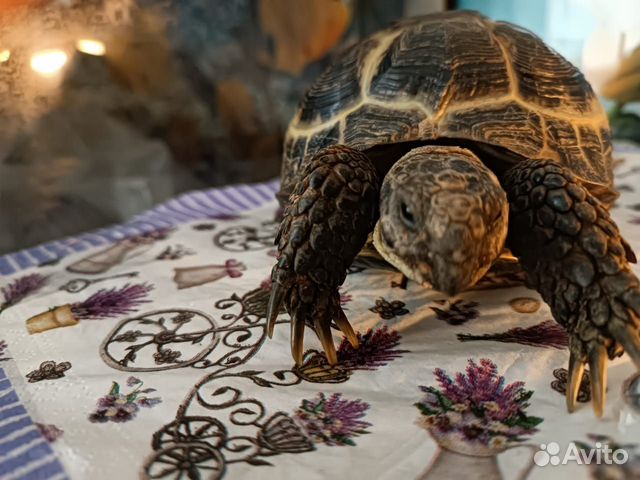 Черепаха сухопутная