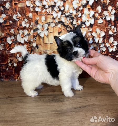 Белый с чёрным йорк мальчик