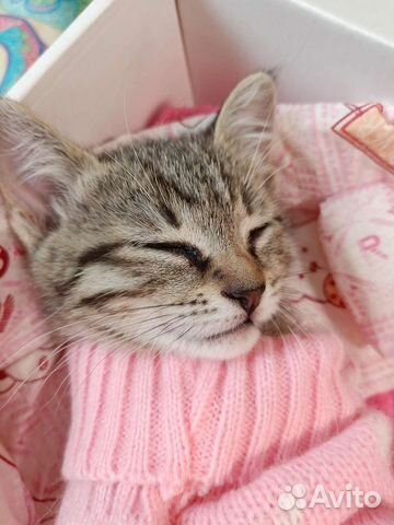 Маленький котенок