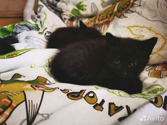 Кошки в добрые руки