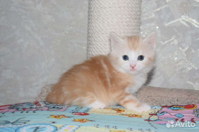 Породистые котята