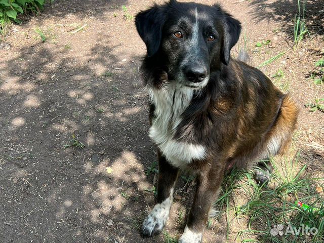 Умница Дружок ищет дом