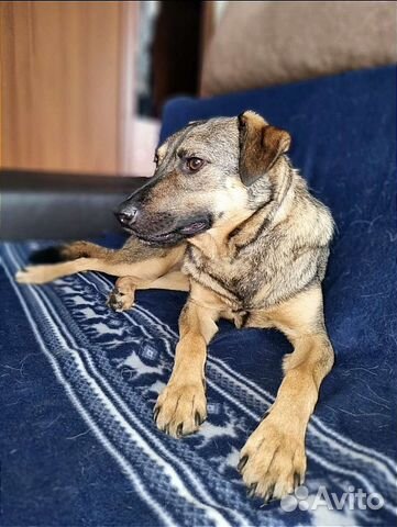 Меня дважды предали