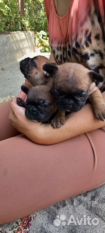 Щенки французского бульдога mini