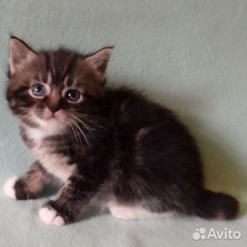 Весёлые тигрята