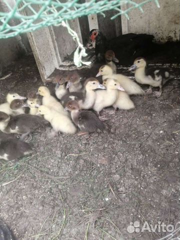 Мускусные утки