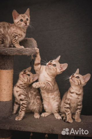 Бенгальская котята