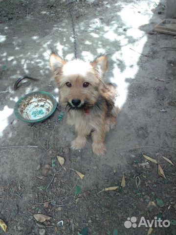 Щенки норвич терьера