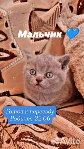 Британский котенок серый