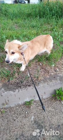 Собака корги
