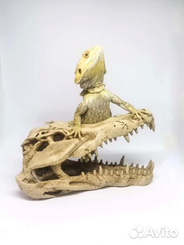 Агама самец