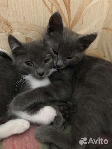 Котята в добрые руки бесплатно