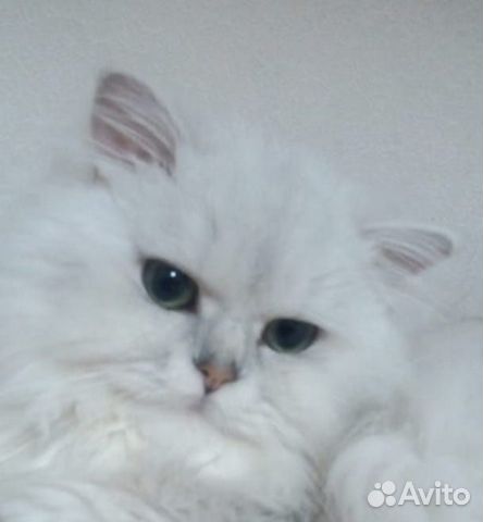 Серебристая шиншилла