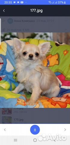 Щенки чихуахуа мини девочка