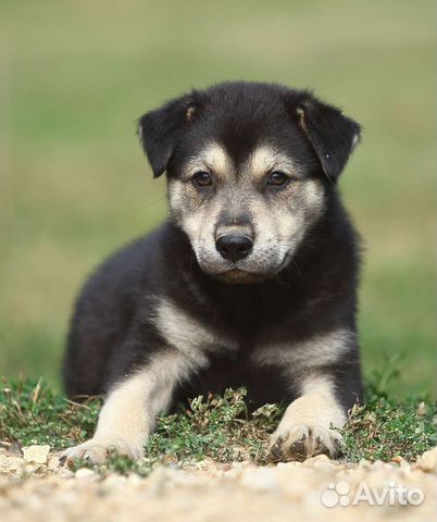 Малыш Вольт готов стать домашним