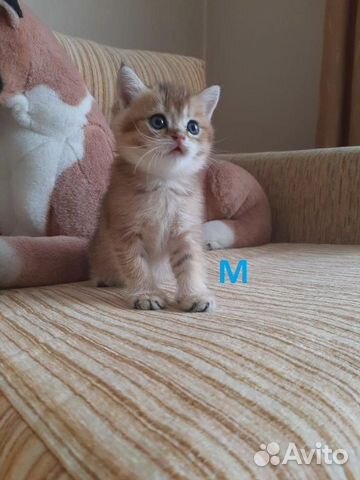 Британские котята золотая шиншилла