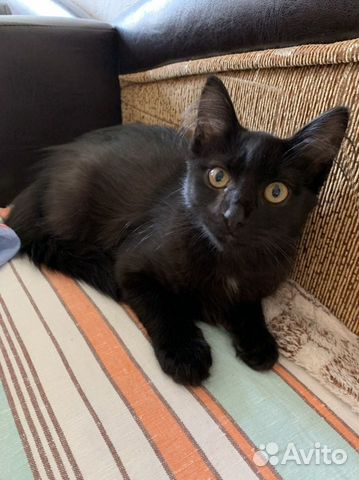 Черный пушистый котенок бесплатно