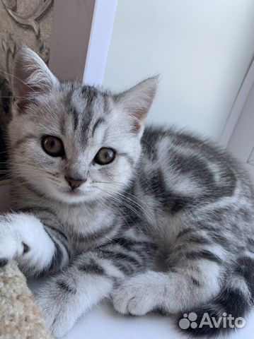 Шотландский котенок