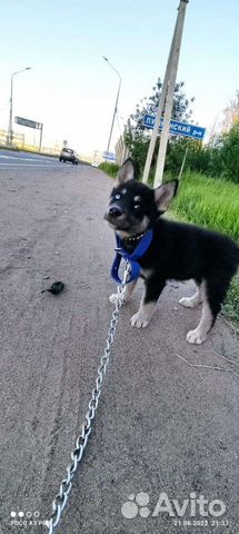 Продам хаску Аляску