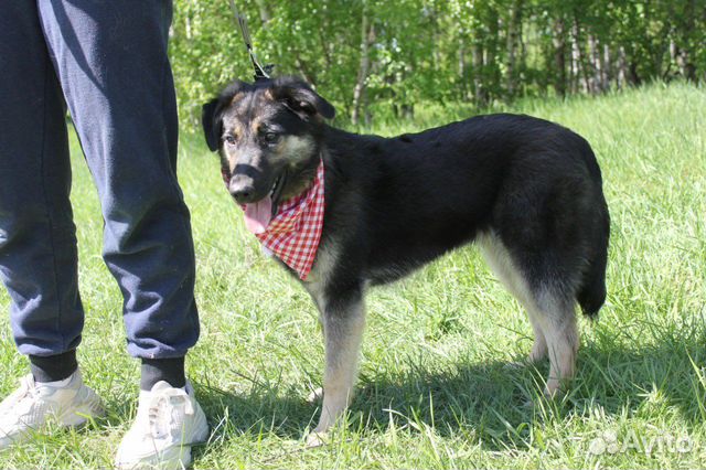 Молодая собака 7 месяц живет в приюте