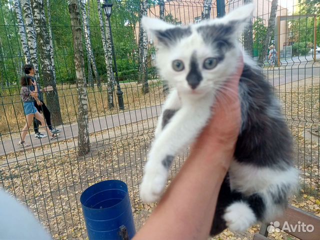 Мальчик Бонни 1.5 мес ищет свою семью