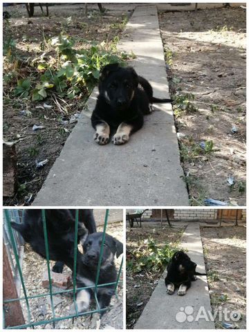 Немецкая овчарка