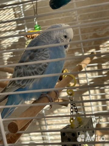 Найден Волнистый попугай