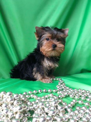 Сладкая девчуля