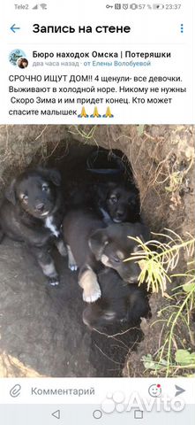 Маленькие щенки в добрые руки