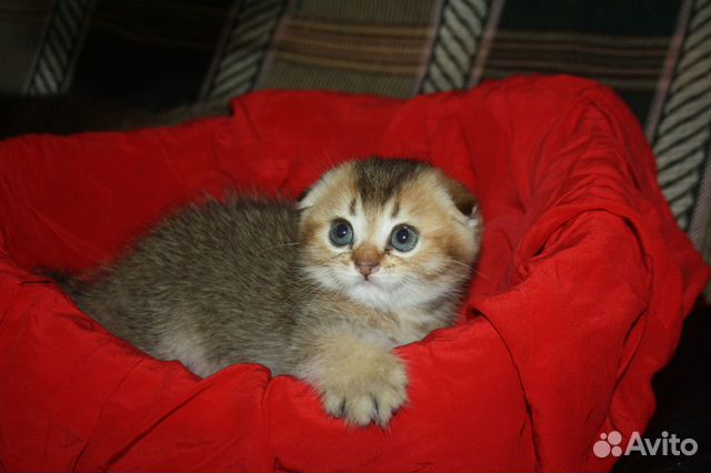 Продаются золотые котята+вязка