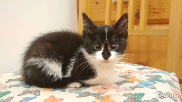 Котенок с дефектом
