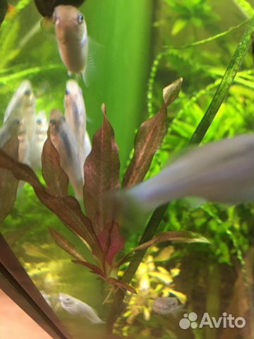 Эхинодорус красный бриллиант детки