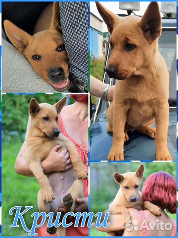 Плюшевая малышка Кристи ищет дом