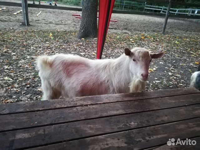 Племенной козел