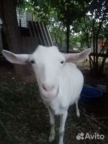 Коза дойная