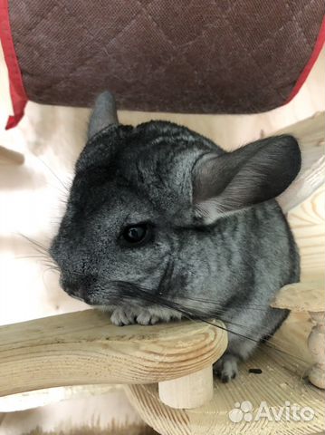 Шиншилла с витриной