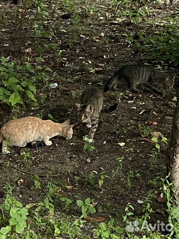 Счастье с доставкой на дом -котята