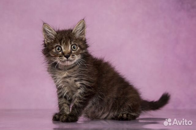 Котенок Кама мальчик в добрые руки