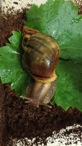 Улитки ахатины