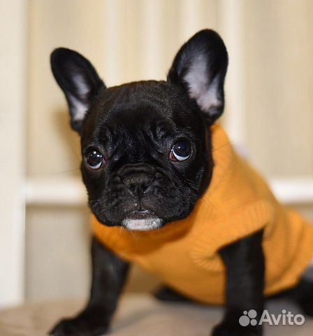 Французский бульдог маленькая супер девочка