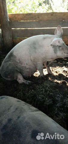 Супоросные свиноматки