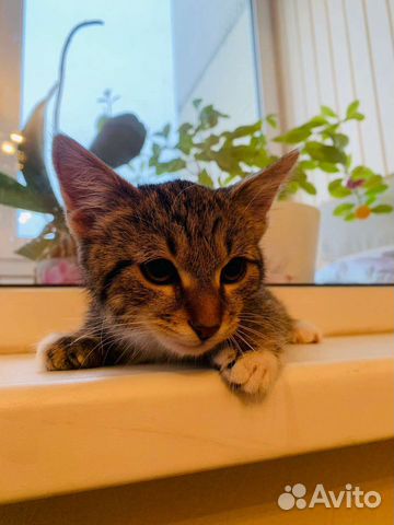 Полосатик ищет дом