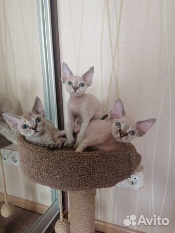 Котята девон-рекс