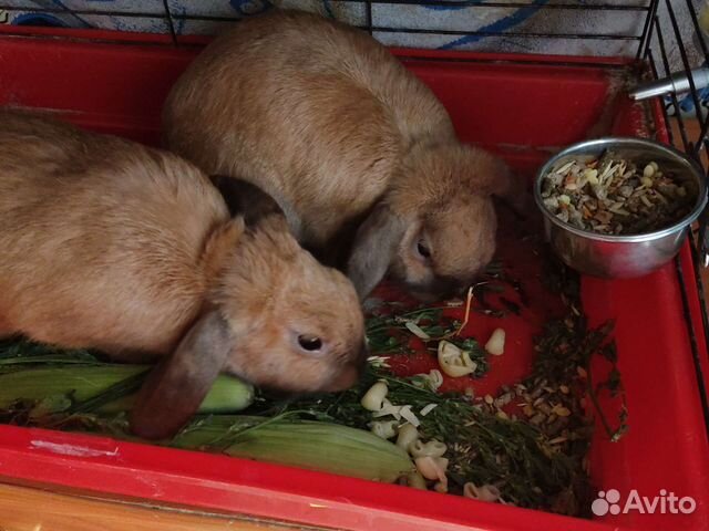 Декоративные кролики