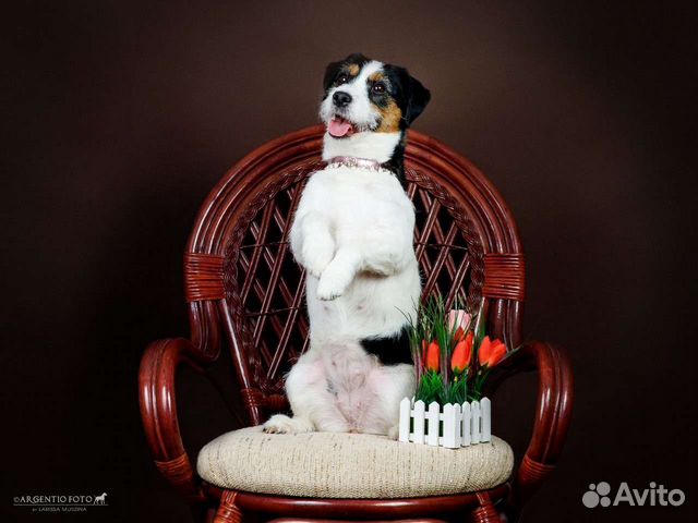 Подрощенная сука Джек рассел терьер