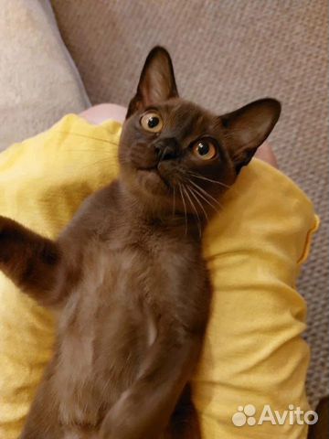Бурманский котенок