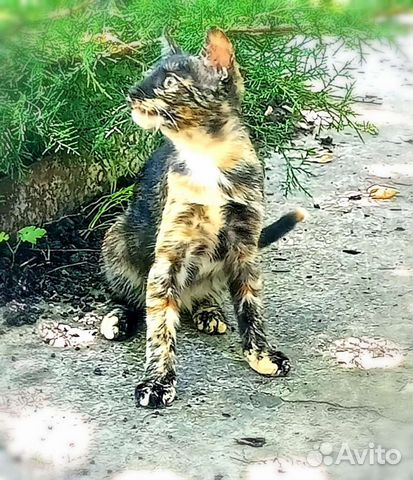 Котята трёхцветные черепахового окраса